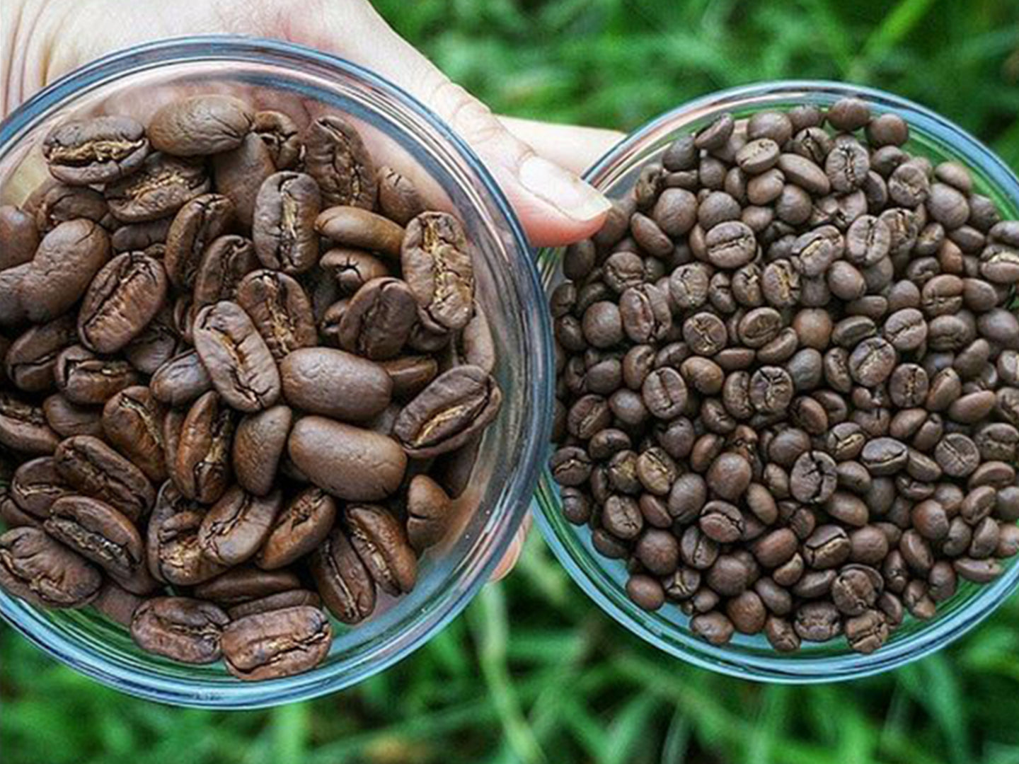 Behind The Brew With Big Island Coffee Roasters – OluKai