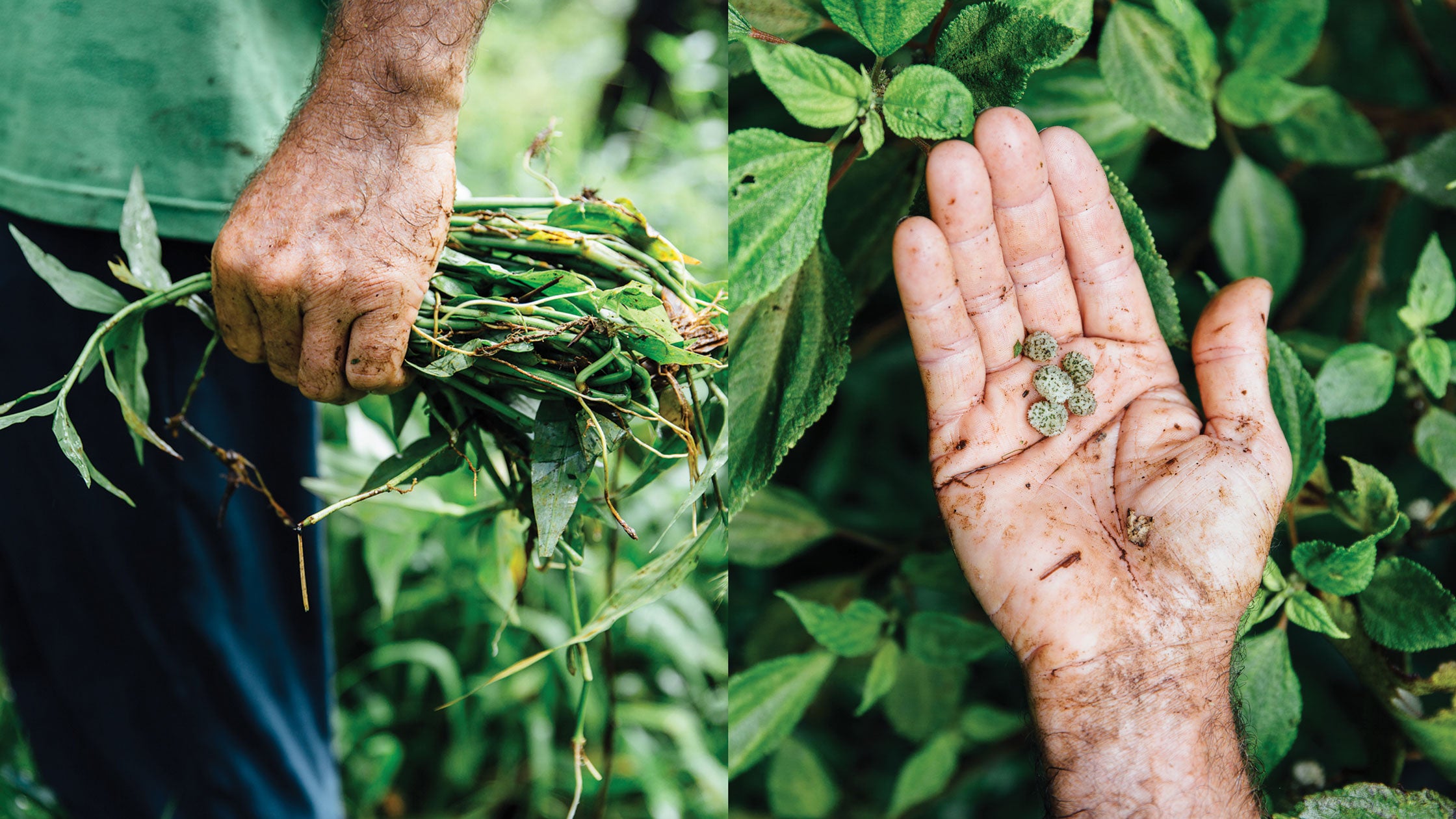 Into the Green | OluKai